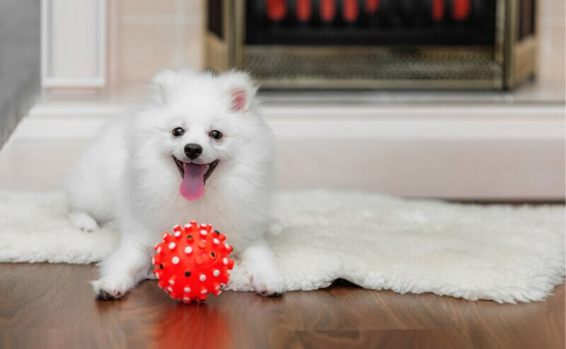 22 Odd Dog Behaviors and Want They Truly Mean - Canine Campus Dog ...