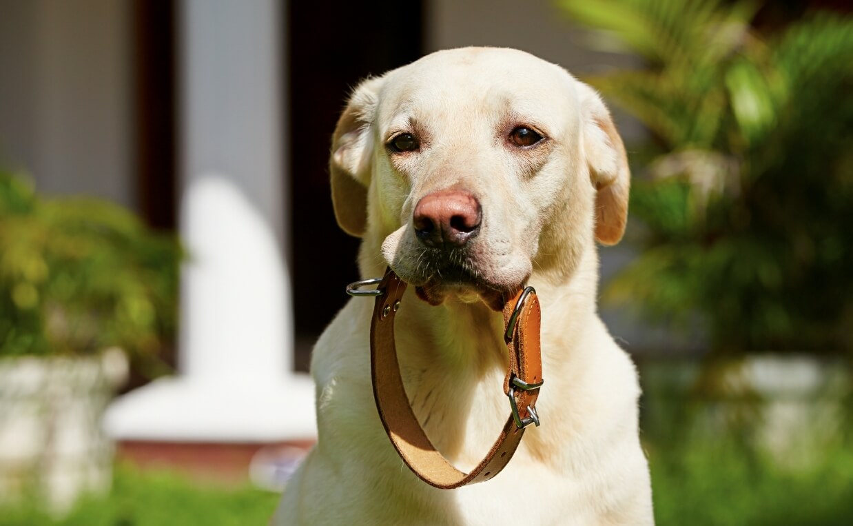 What Are Smart Dog Collars? - Canine Campus Dog Daycare & Boarding