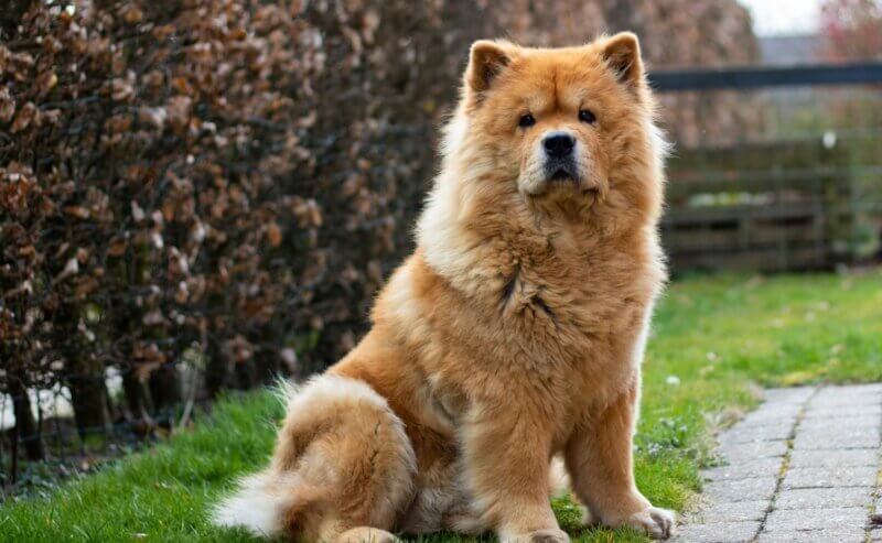 11 Most Ancient Dog Breeds on Earth - Canine Campus Dog Daycare & Boarding