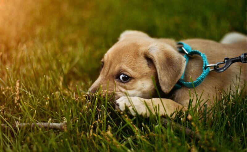 What To Do When Your Rescue Dog is Afraid of You - Canine Campus Dog ...