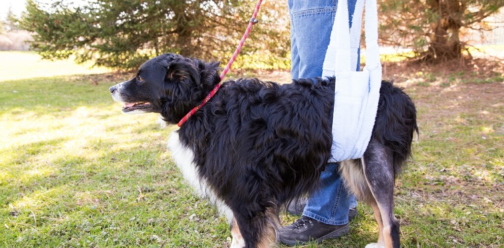 Cranial Cruciate Ligament Rupture in Dogs - Canine Campus Dog Daycare ...