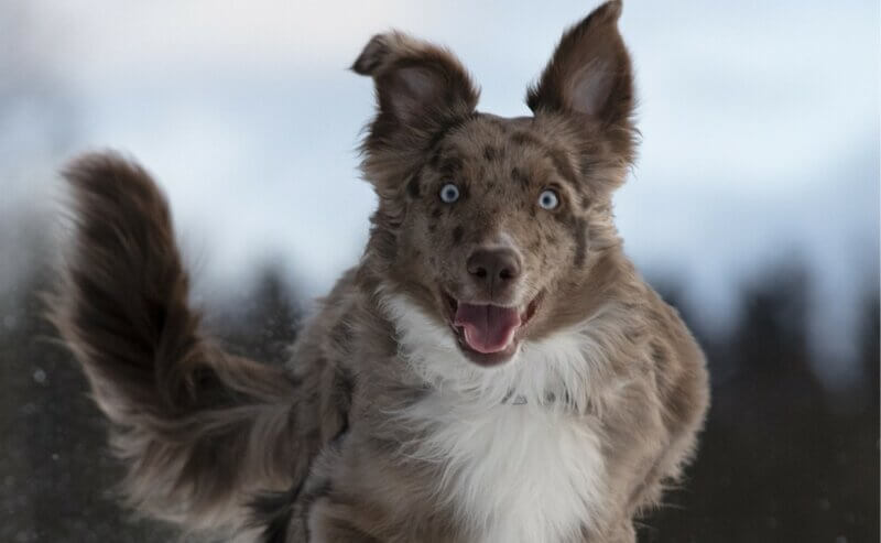 Can Dogs Have Panic Attacks? - Canine Campus Dog Daycare & Boarding