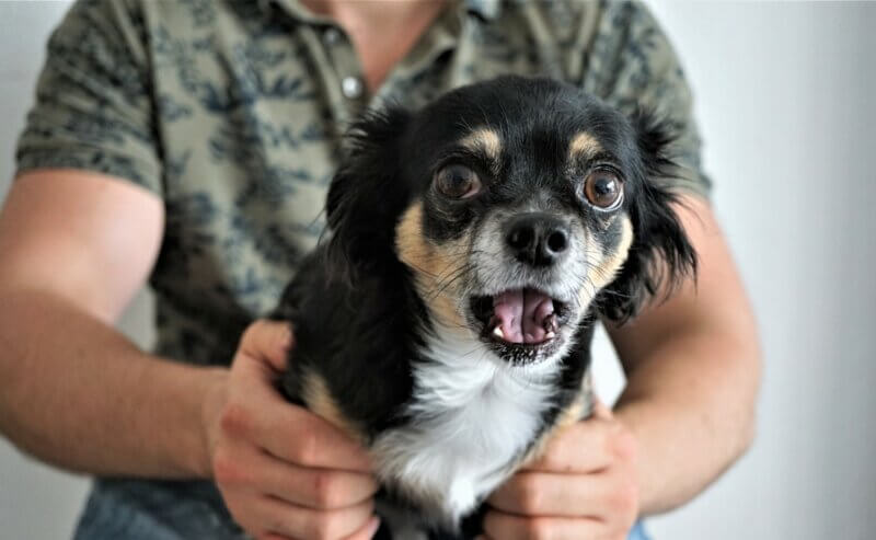 Can Dogs Have Panic Attacks? - Canine Campus Dog Daycare & Boarding