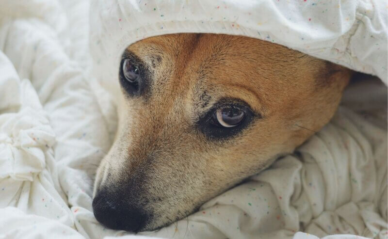 Can Dogs Have Panic Attacks? - Canine Campus Dog Daycare & Boarding