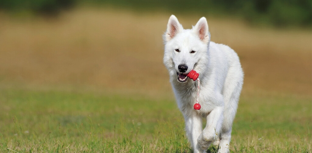 3 Reasons Why Play is Important for Dogs - Canine Campus Dog Daycare ...