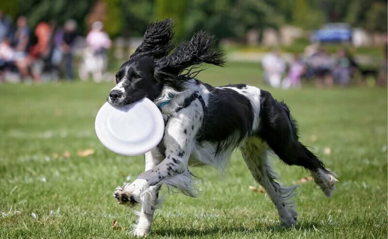 6 Ways to Channel Your Busy Dog's Energy - Canine Campus Dog Daycare ...