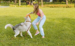 6 Ways to Channel Your Busy Dog's Energy - Canine Campus Dog Daycare ...