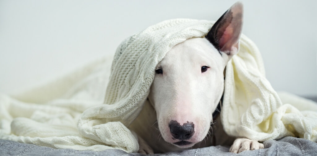 7 Ways to Help Calm Your Dog During a Thunderstorm - Canine Campus Dog ...