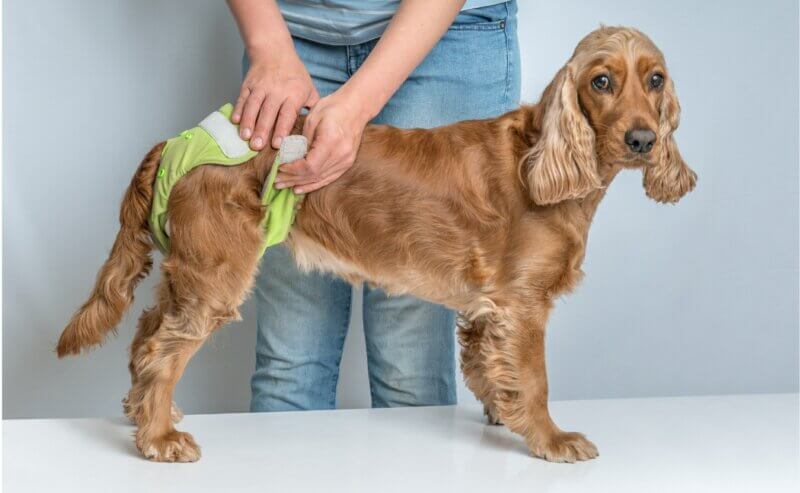 Urinary Incontinence in Dogs - Canine Campus Dog Daycare & Boarding