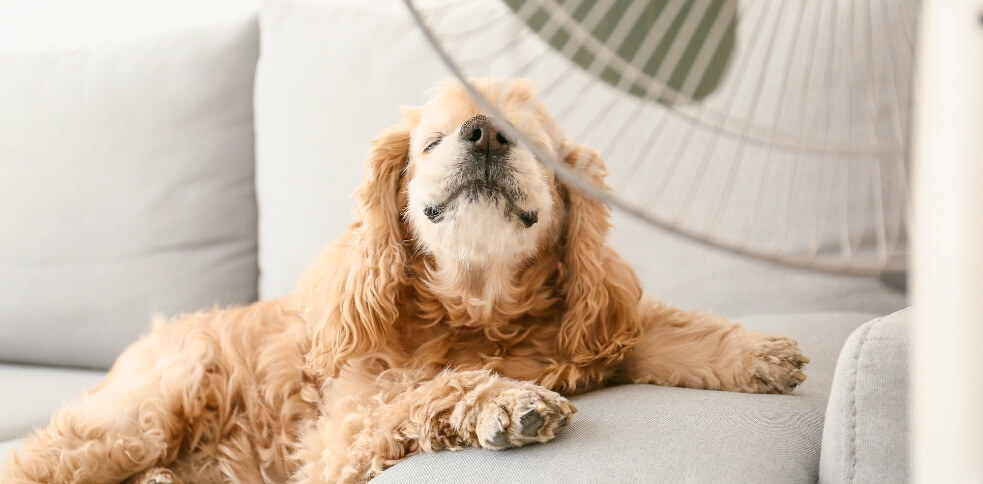 How to Keep Your Dog Cool During a Heatwave - Canine Campus Dog Daycare ...