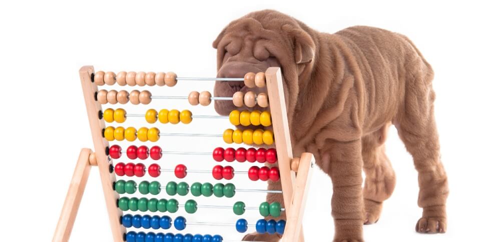 Can Dogs Really Count? Exploring the Cognitive Abilities of Canine ...