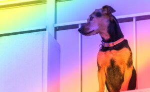 What Colors Can Dogs See? A Look into Canine Color Vision - Canine ...