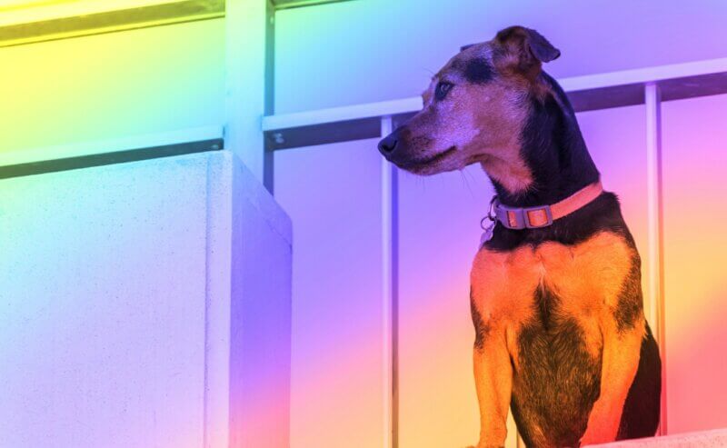 What Colors Can Dogs See? A Look into Canine Color Vision - Canine ...