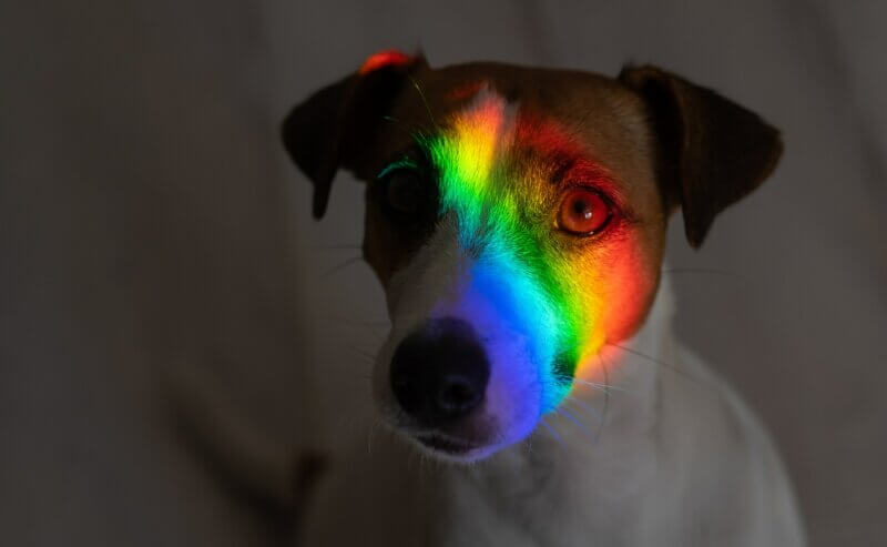 What Colors Can Dogs See? A Look into Canine Color Vision - Canine ...