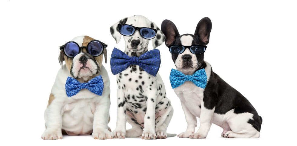 27 Facts About Dogs You Probably Don't Know - Canine Campus Dog Daycare ...