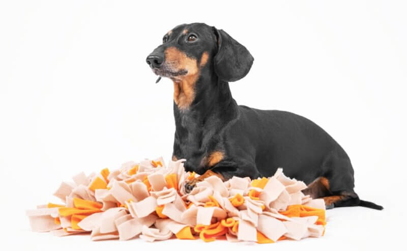 Improving Dog Behavior Through Environmental Enrichment - Canine Campus ...