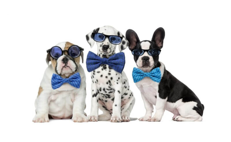 27 Facts About Dogs You Probably Don't Know - Canine Campus Dog Daycare ...