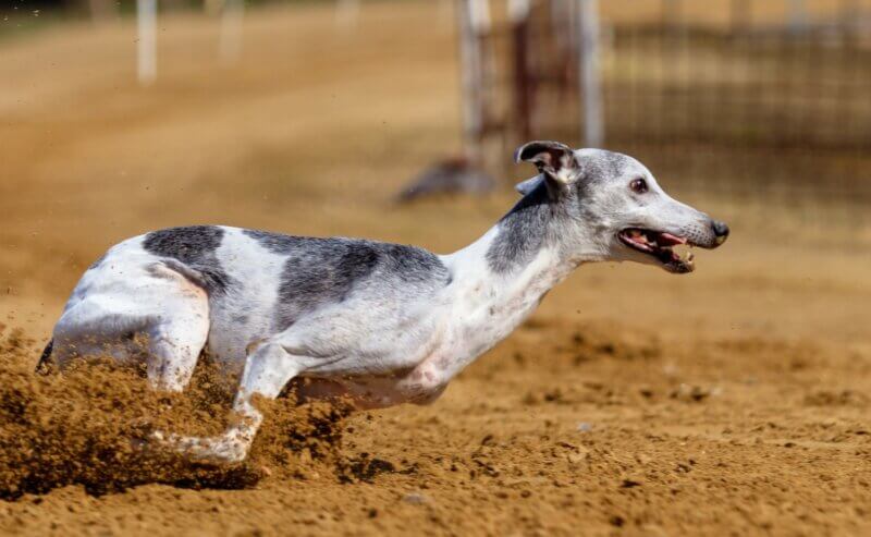 27 Facts About Dogs You Probably Don't Know - Canine Campus Dog Daycare ...