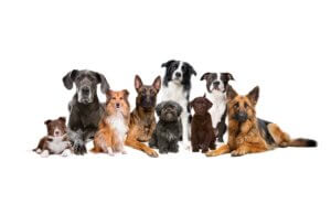 27 Facts About Dogs You Probably Don't Know - Canine Campus Dog Daycare ...