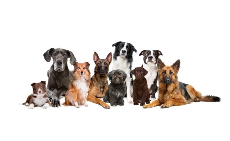 27 Facts About Dogs You Probably Don't Know - Canine Campus Dog Daycare ...