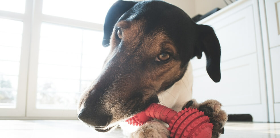 8 Tips for Choosing Safe Chews for Your Dog - Canine Campus Dog Daycare ... 8 Tips for Choosing Safe Chews for Your Dog - Canine Campus Dog Daycare ...