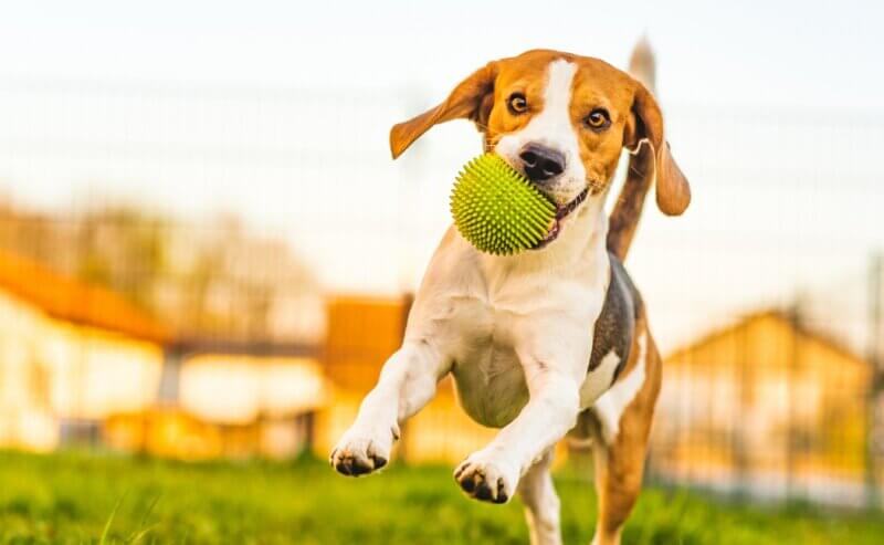 Teach Your Dog to Fetch: A Step-by-Step Guide for Fun and Exercise ...