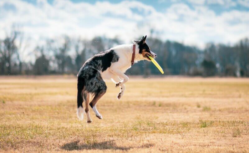 Teach Your Dog to Fetch: A Step-by-Step Guide for Fun and Exercise ...