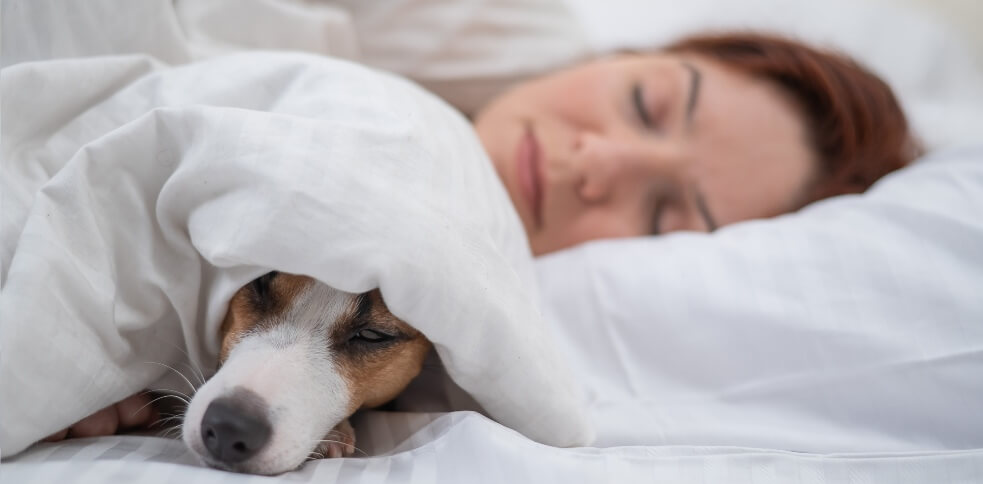 Should You Let Your Dog Sleep with You? - Canine Campus Dog Daycare ...