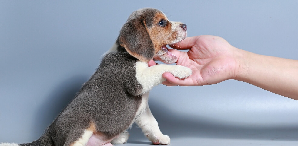 Understanding Why Dogs Nip and Effective Correction Strategies - Canine ...