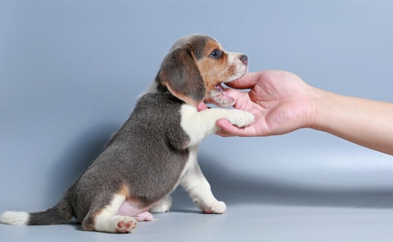 Understanding Why Dogs Nip and Effective Correction Strategies - Canine ...