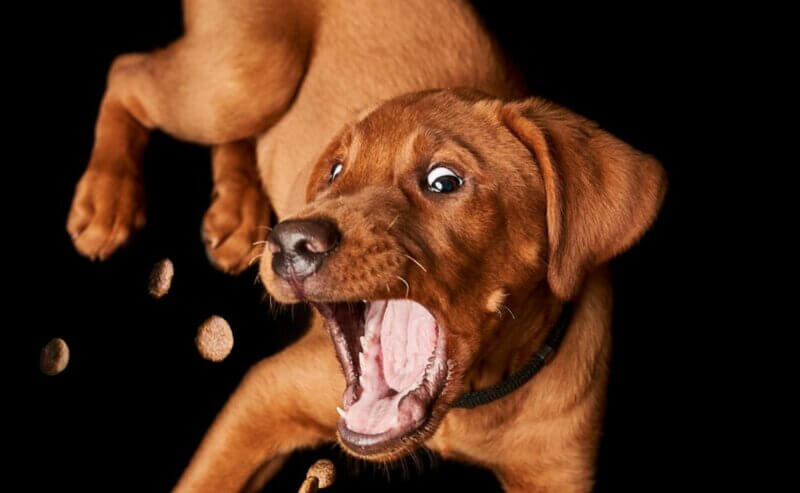 Understanding Why Dogs Nip and Effective Correction Strategies - Canine ...