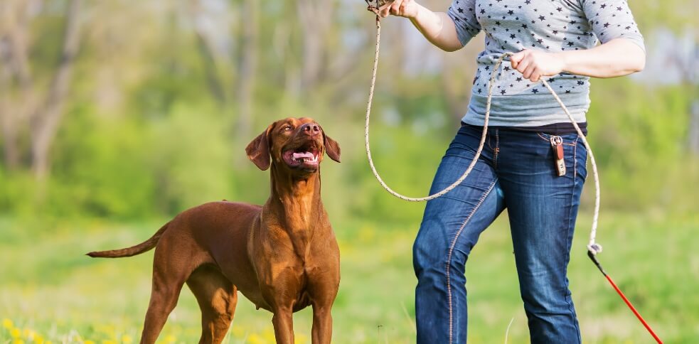 The Ultimate Guide to Using a Flirt Pole for Dogs - Canine Campus Dog ...