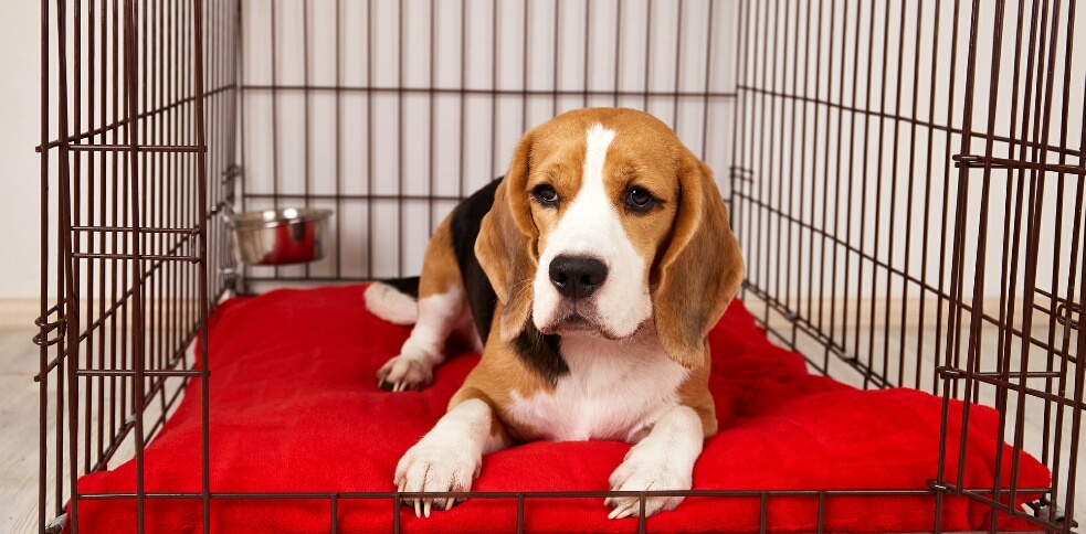 Kennel or Crate? Deciding What’s Best for Your Dog - Canine Campus Dog ...