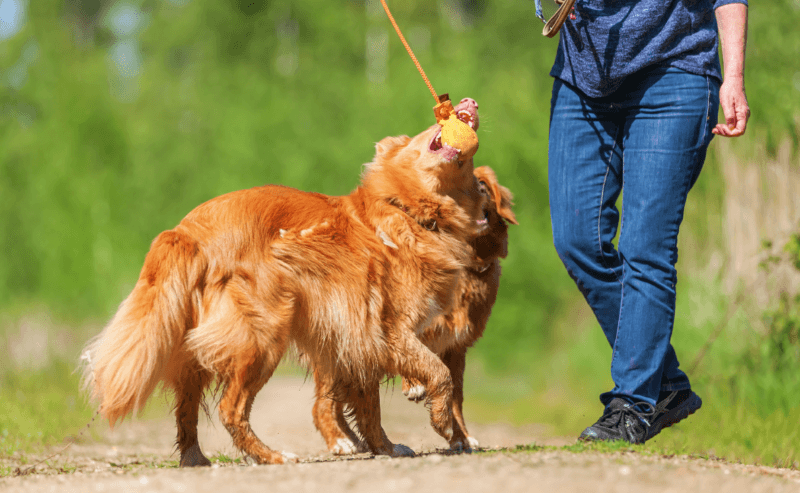 The Ultimate Guide to Using a Flirt Pole for Dogs - Canine Campus Dog ...