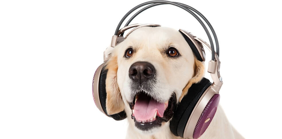 Do Dogs Like Music? - Canine Campus Dog Daycare & Boarding
