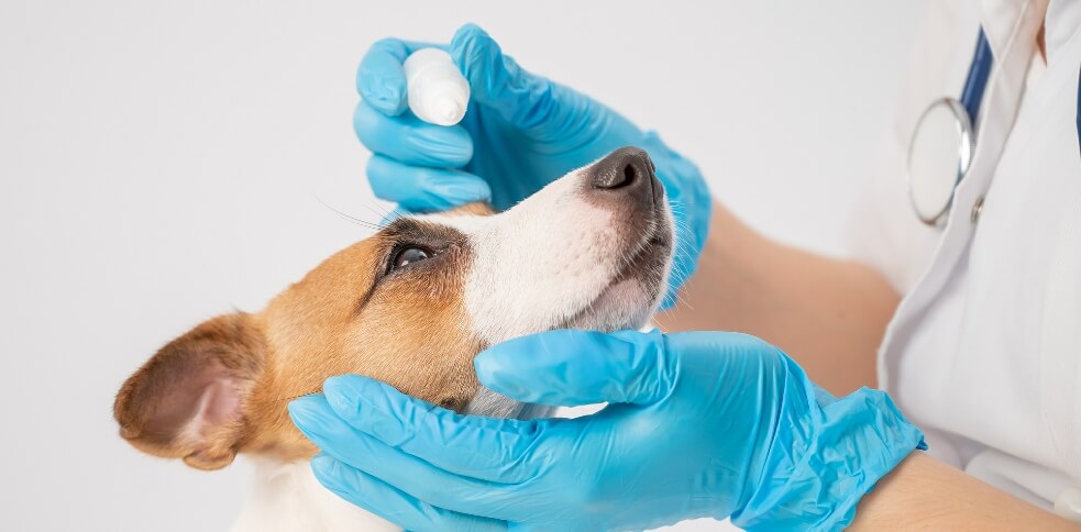 Understanding and Treating Dog Eye Infections - Canine Campus Dog ...