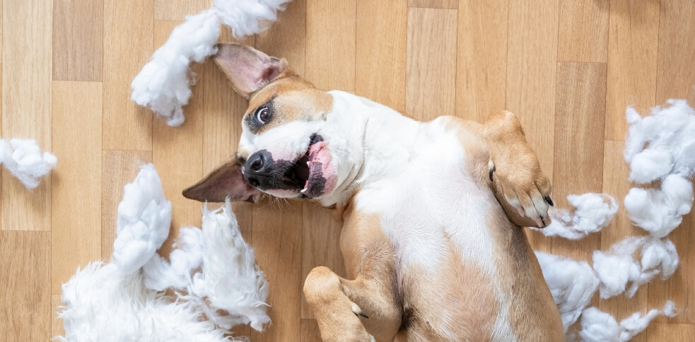 Top 10 Tips to Calm a Hyperactive Puppy - Canine Campus Dog Daycare ...