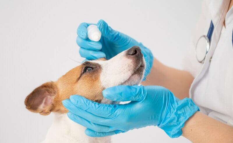 Understanding and Treating Dog Eye Infections - Canine Campus Dog ...
