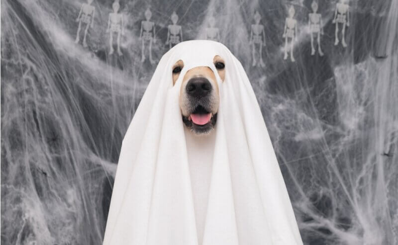 Can Dogs See Ghosts? - Canine Campus Dog Daycare & Boarding