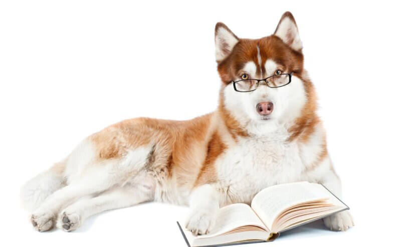 How Many Words Can Dogs Learn? - Canine Campus Dog Daycare & Boarding