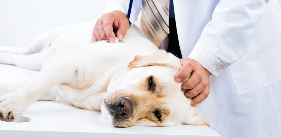 Understanding Lymphoma in Dogs: Symptoms, Diagnosis, and Treatment ...