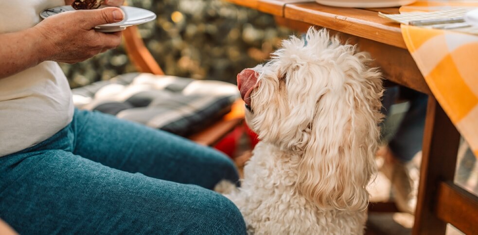 Is It Safe for Dogs to Eat Human Food? What You Should Know - Canine ...