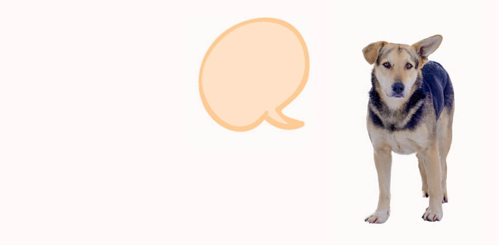 How to Teach Your Dog to Speak with Dog Talking Buttons - Canine Campus ...