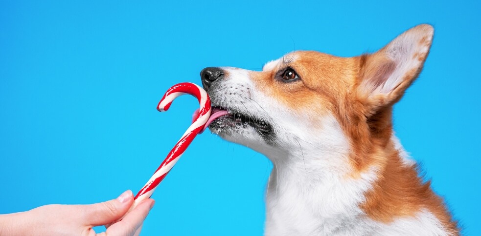 Is Peppermint Safe for Dogs? Everything You Should Know - Canine Campus ...