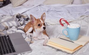 Is Peppermint Safe for Dogs? Everything You Should Know - Canine Campus ...