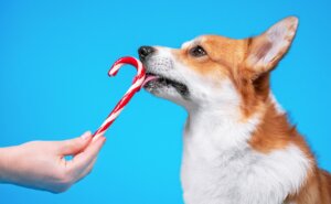 Is Peppermint Safe for Dogs? Everything You Should Know - Canine Campus ...