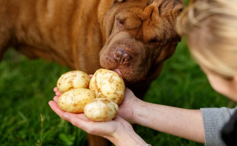 Can Dogs Eat Potatoes? The Truth About Starchy Vegetables - Canine ...