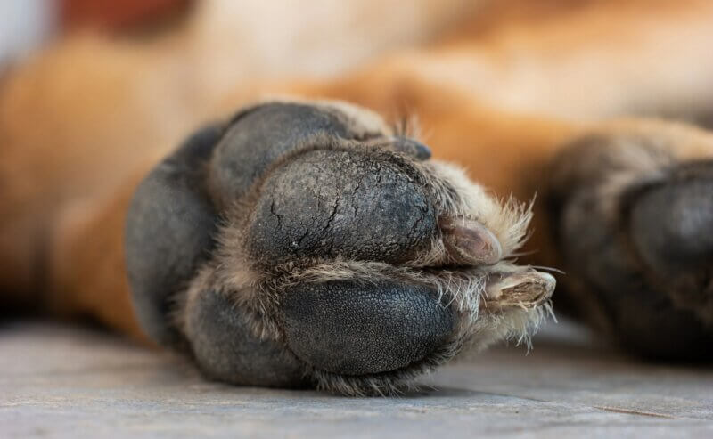 Dog Paw Care 101: Keep Your Pup’s Paws Healthy - Canine Campus Dog ...