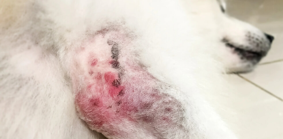 What is Canine Pyoderma? Skin Infections in Dogs Explained - Canine ...