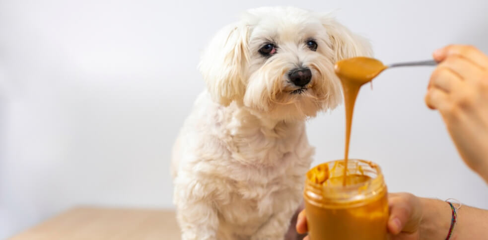 Is Peanut Butter Good for Dogs? What Pet Parents Should Know - Canine ...
